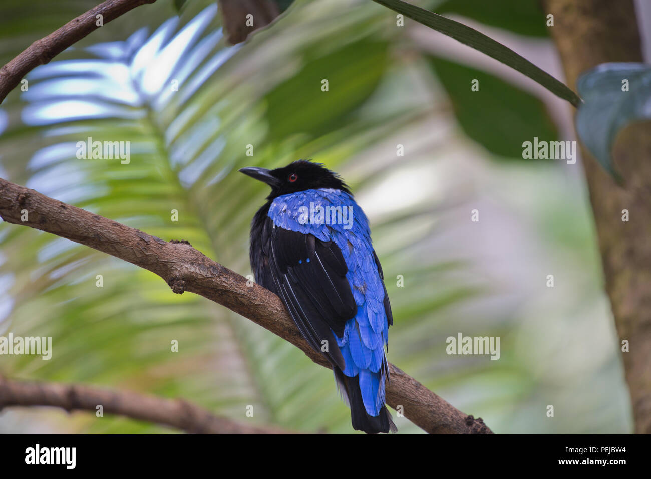 Bluebird species hi-res stock photography and images - Alamy