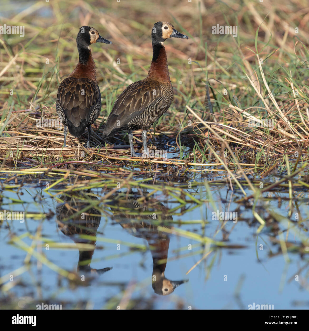 Sub saharan africa duck hi-res stock photography and images - Alamy
