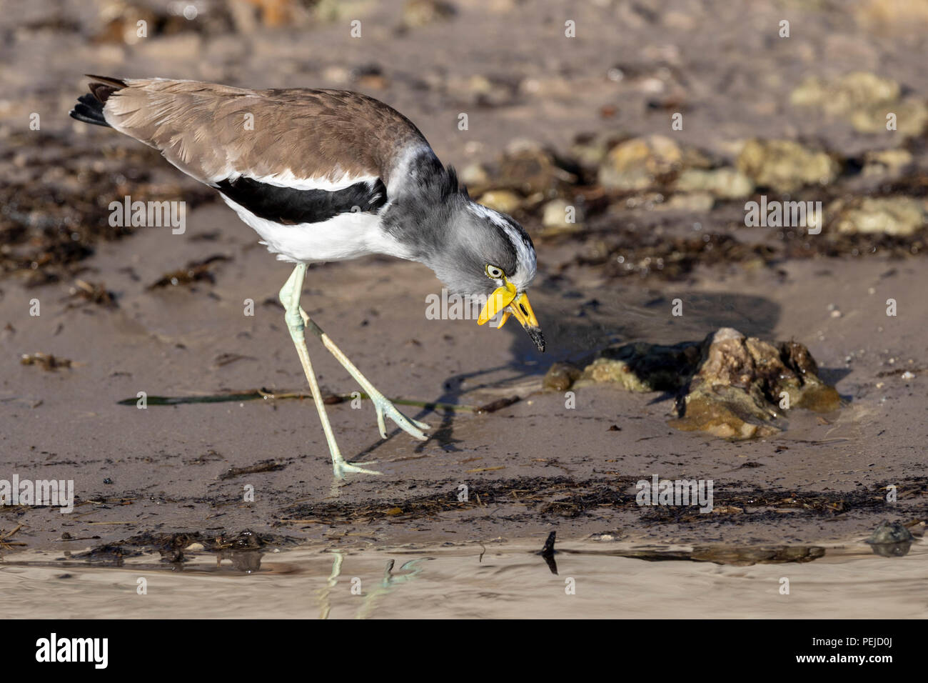 White-crowned lapwing at Chobe River, Botswana Stock Photo - Alamy