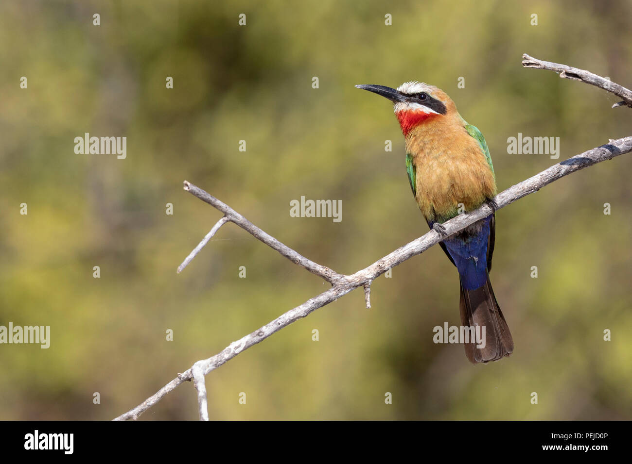 Botswana national bird hi-res stock photography and images - Alamy