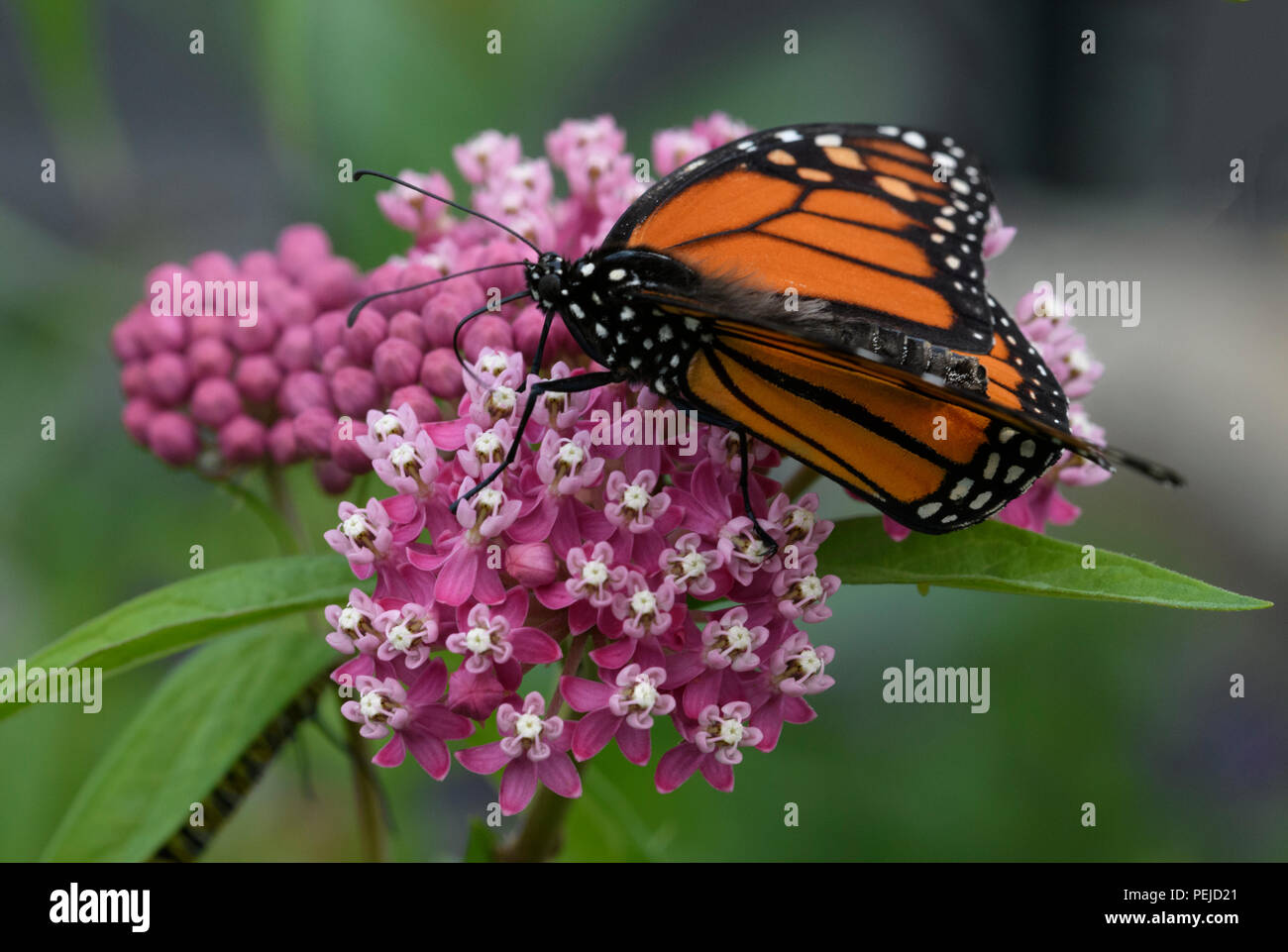 Monarch Butterfly pollinating a flower Stock Photo - Alamy