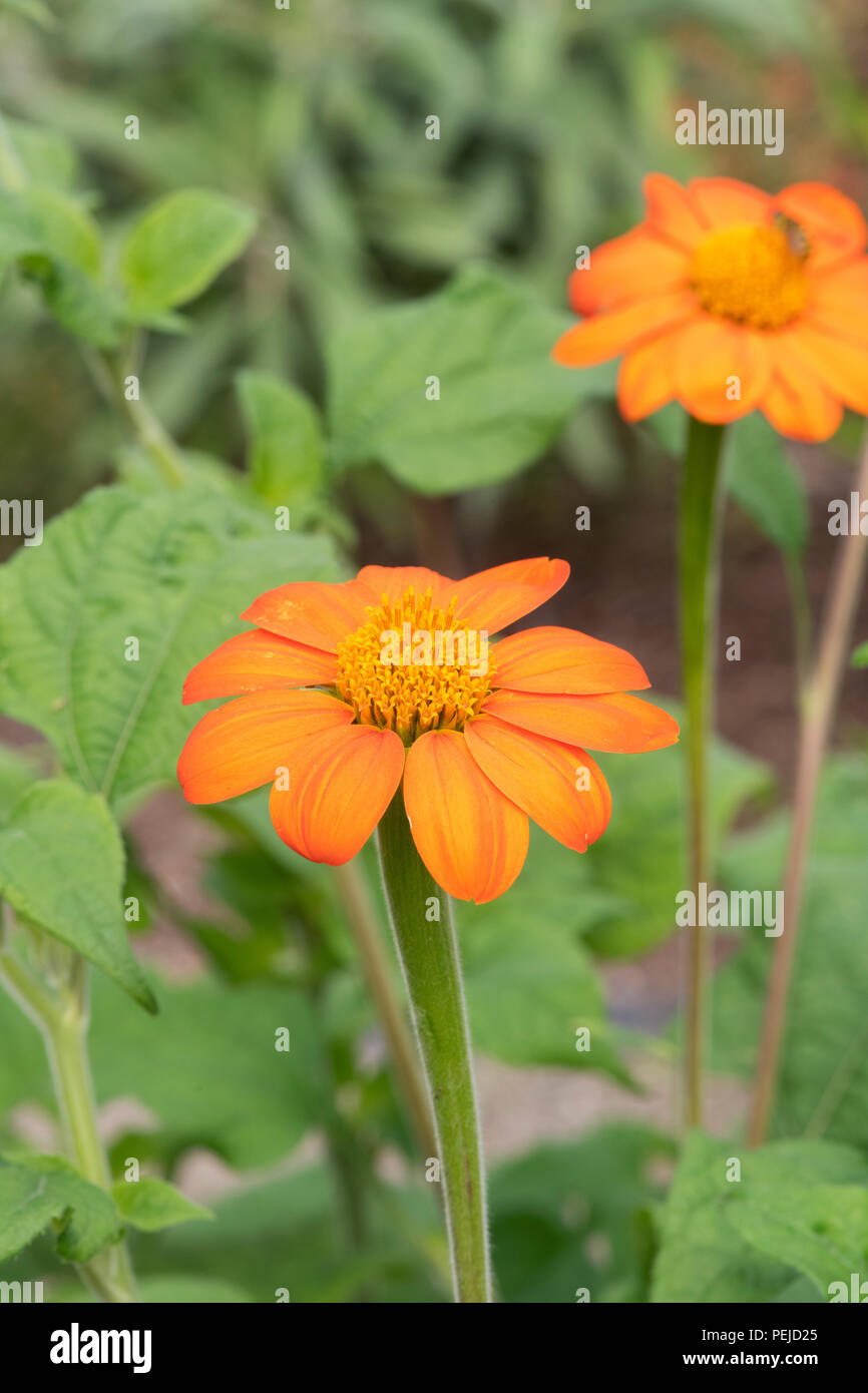 Tithonia rotundifolia. Mexican Sunflower / Red sunflower Stock Photo ...