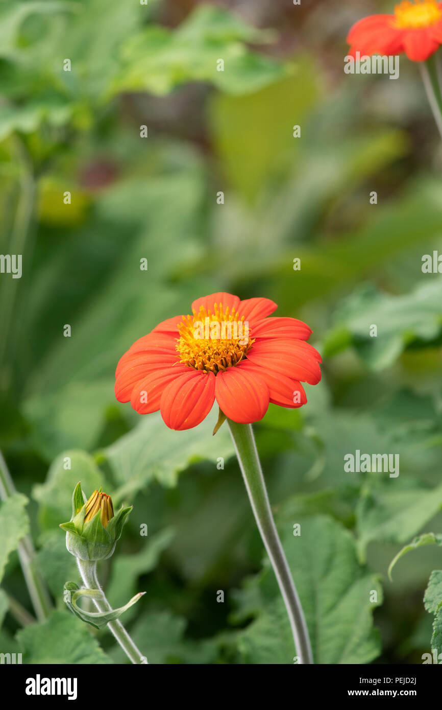 Tithonia rotundifolia. Mexican Sunflower / Red sunflower Stock Photo ...