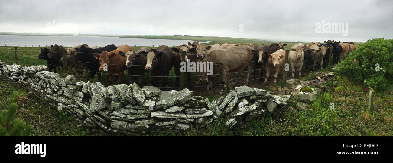 Cow milking orkney hi-res stock photography and images - Alamy