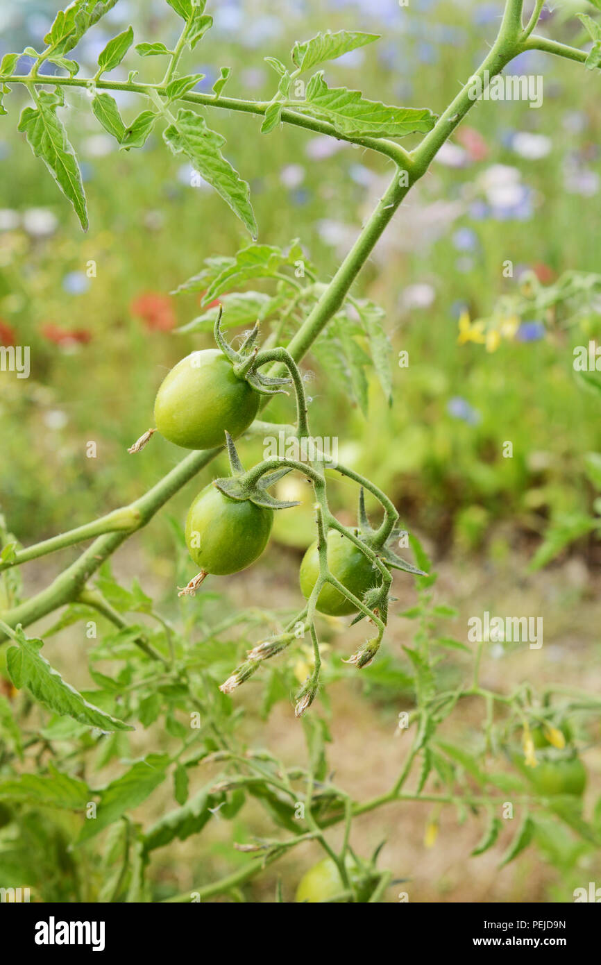 Cordon tomatoes hi-res stock photography and images - Alamy