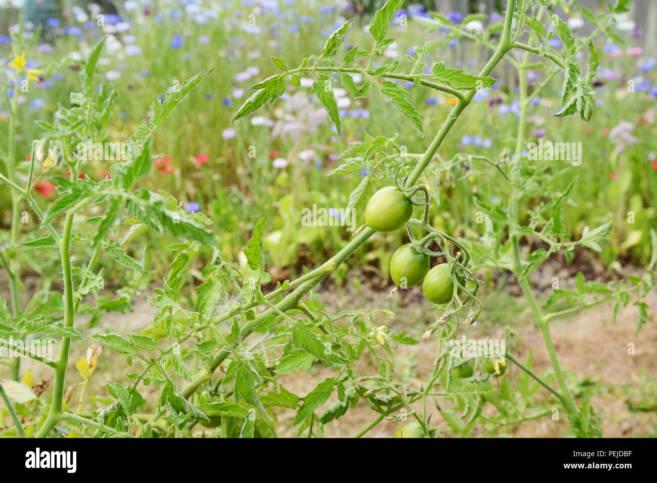 Flower truss hi-res stock photography and images - Alamy