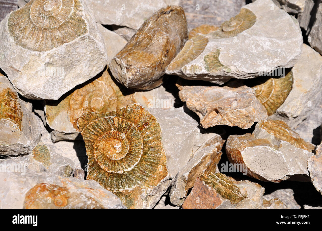 heap of limestone gravel with petrified ammonites Stock Photo - Alamy