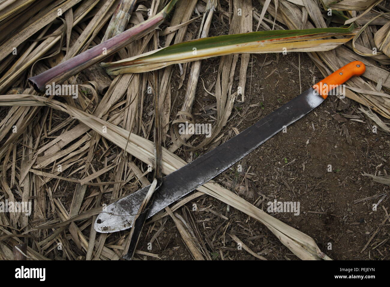 Tools from organic farmers harvest and process sugar cane to produce ...