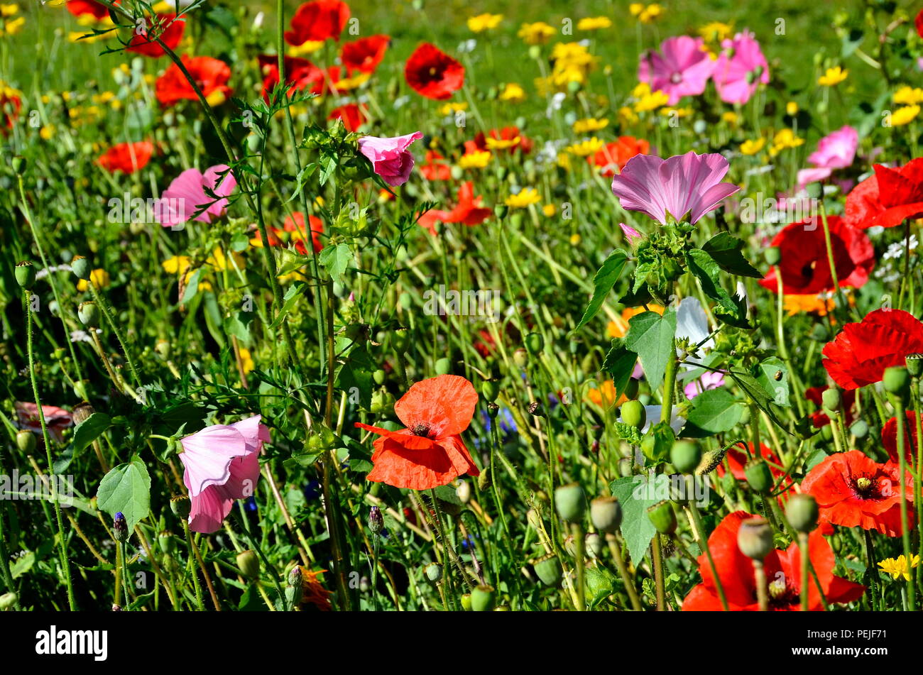 Panoramic field of wild flowers hi-res stock photography and images - Alamy