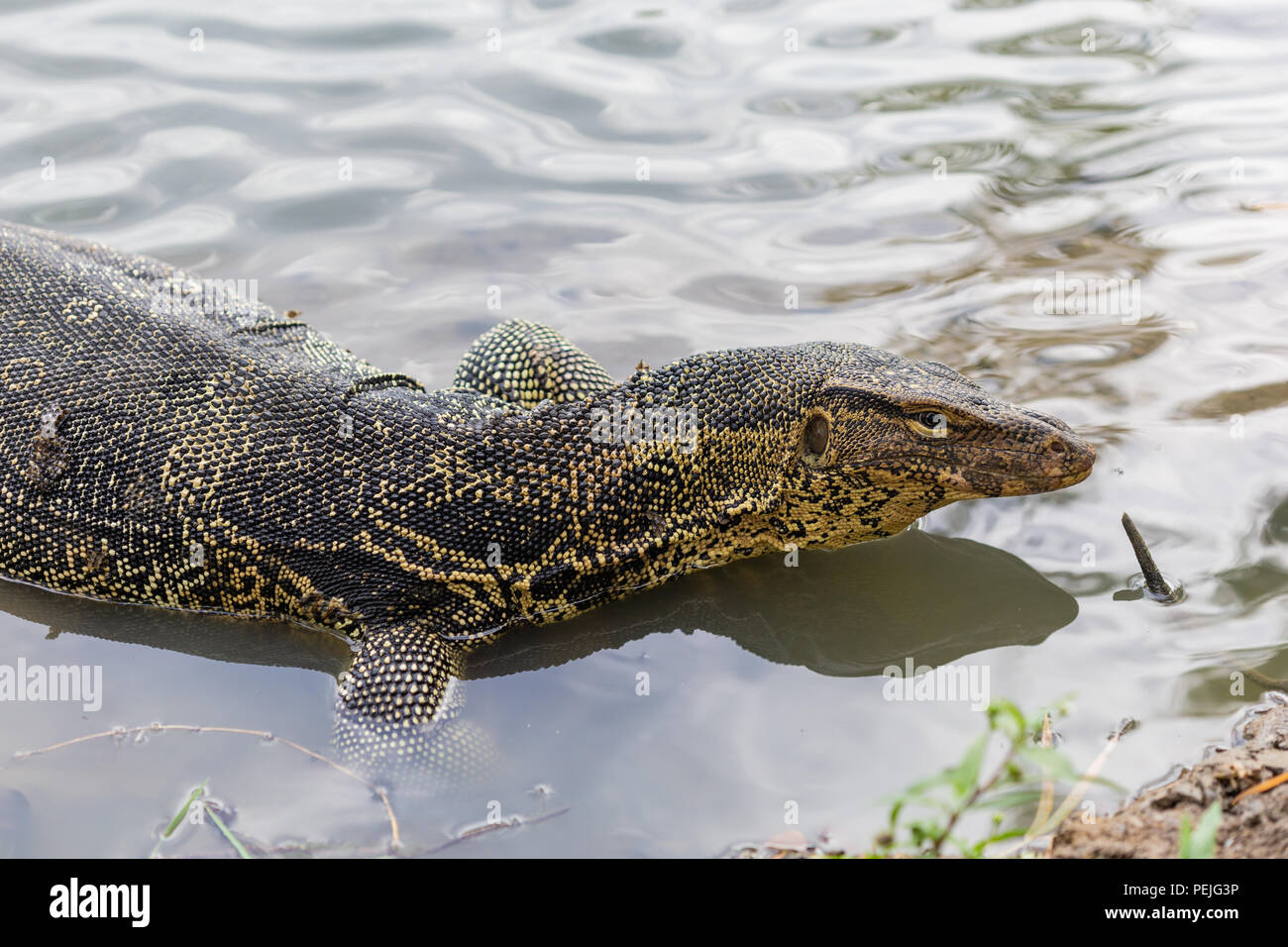 Varanus salvator, commonly known as water monitor or common water ...