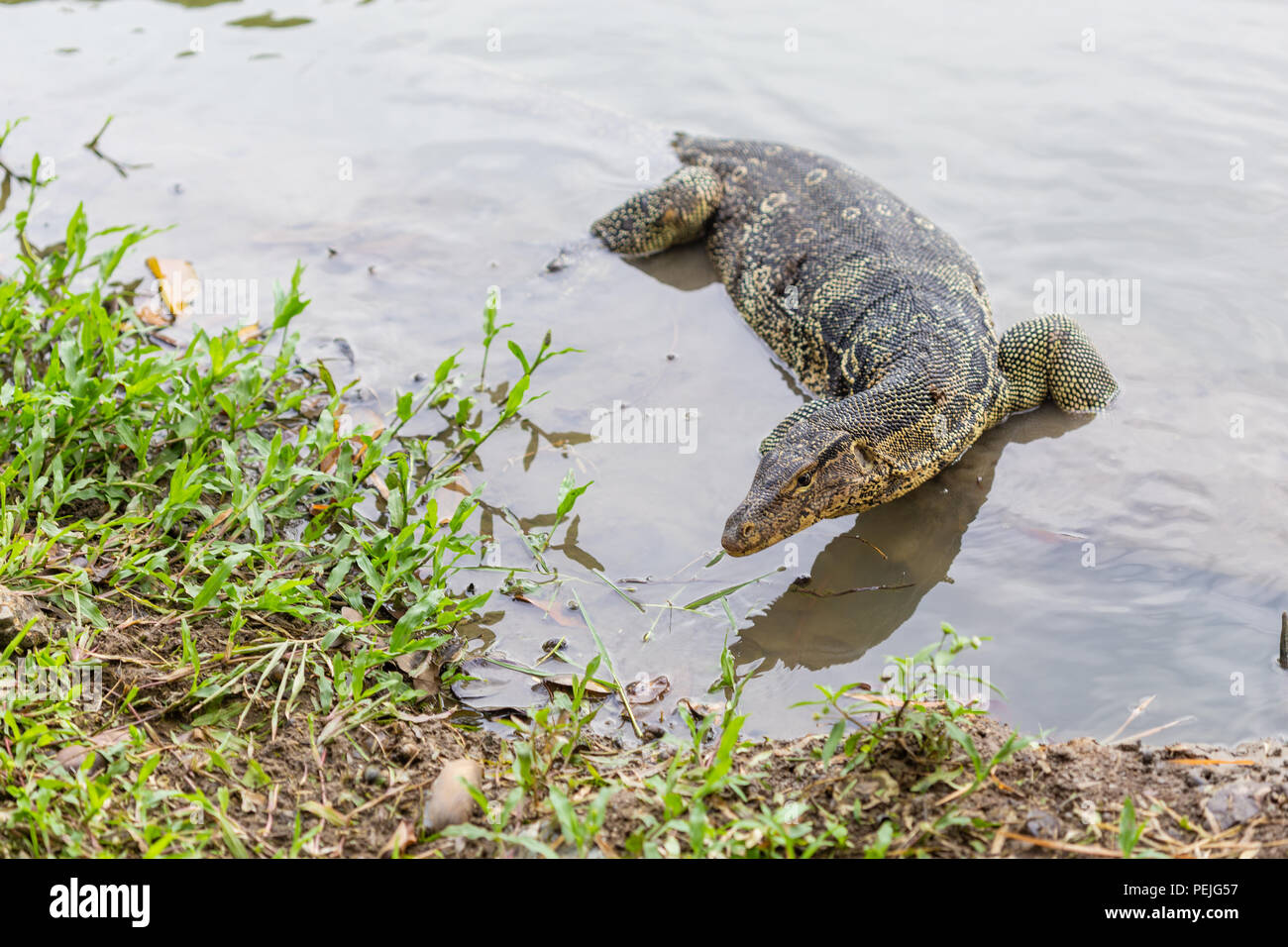 Varanus salvator, commonly known as water monitor or common water ...