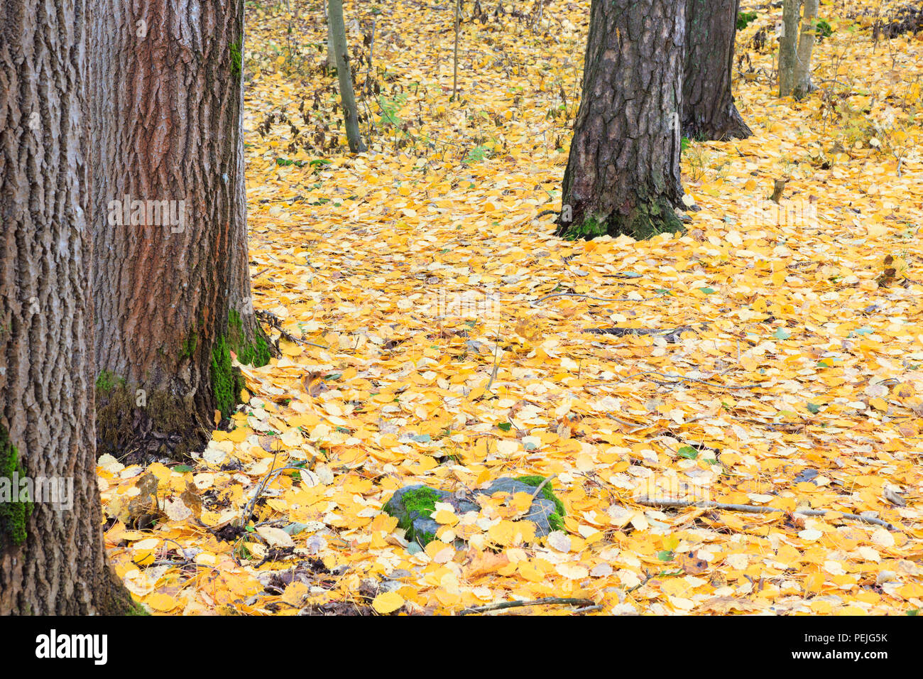 Pathway fallen leaves trees hi-res stock photography and images - Alamy
