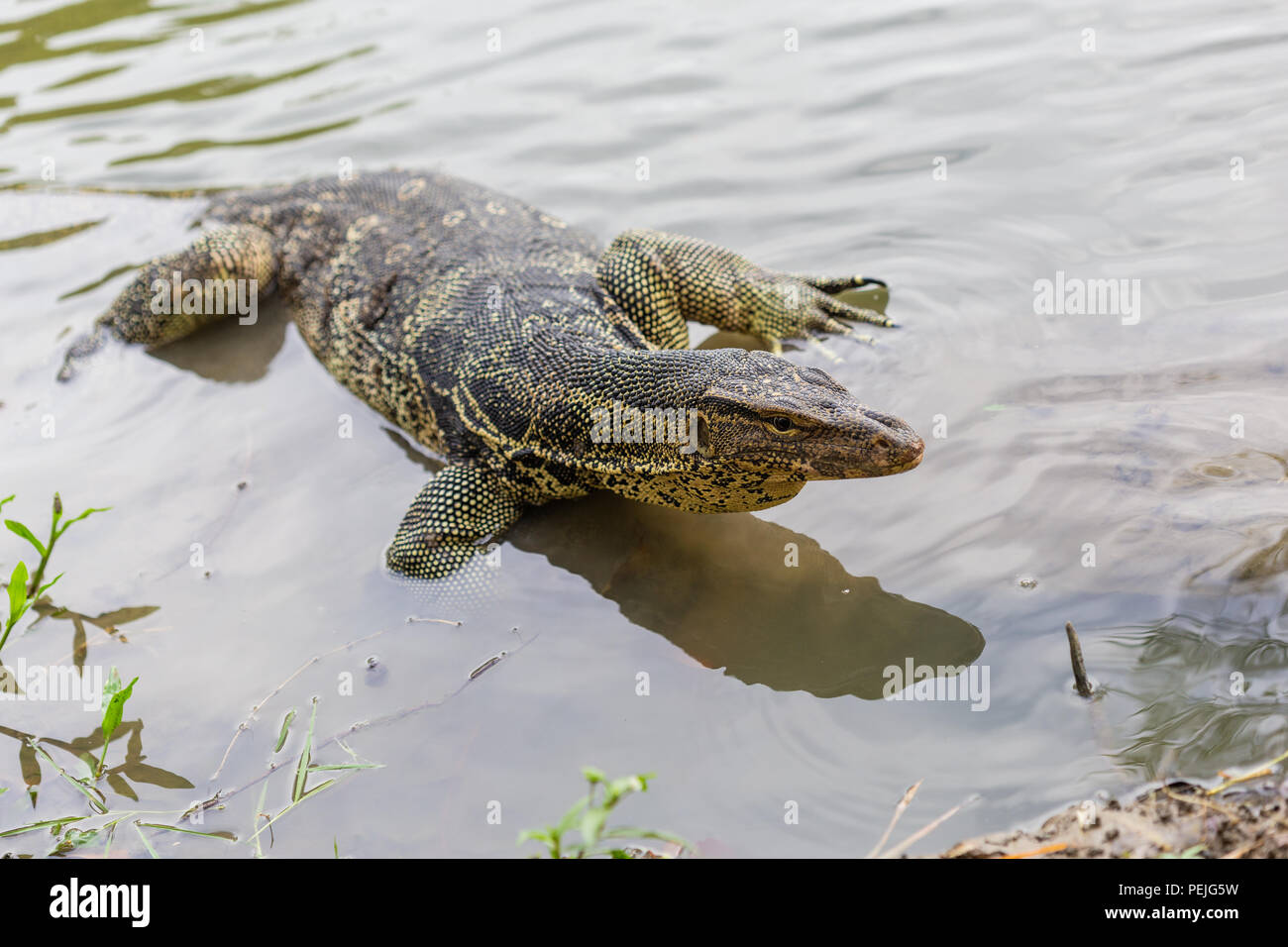 Varanus salvator, commonly known as water monitor or common water ...