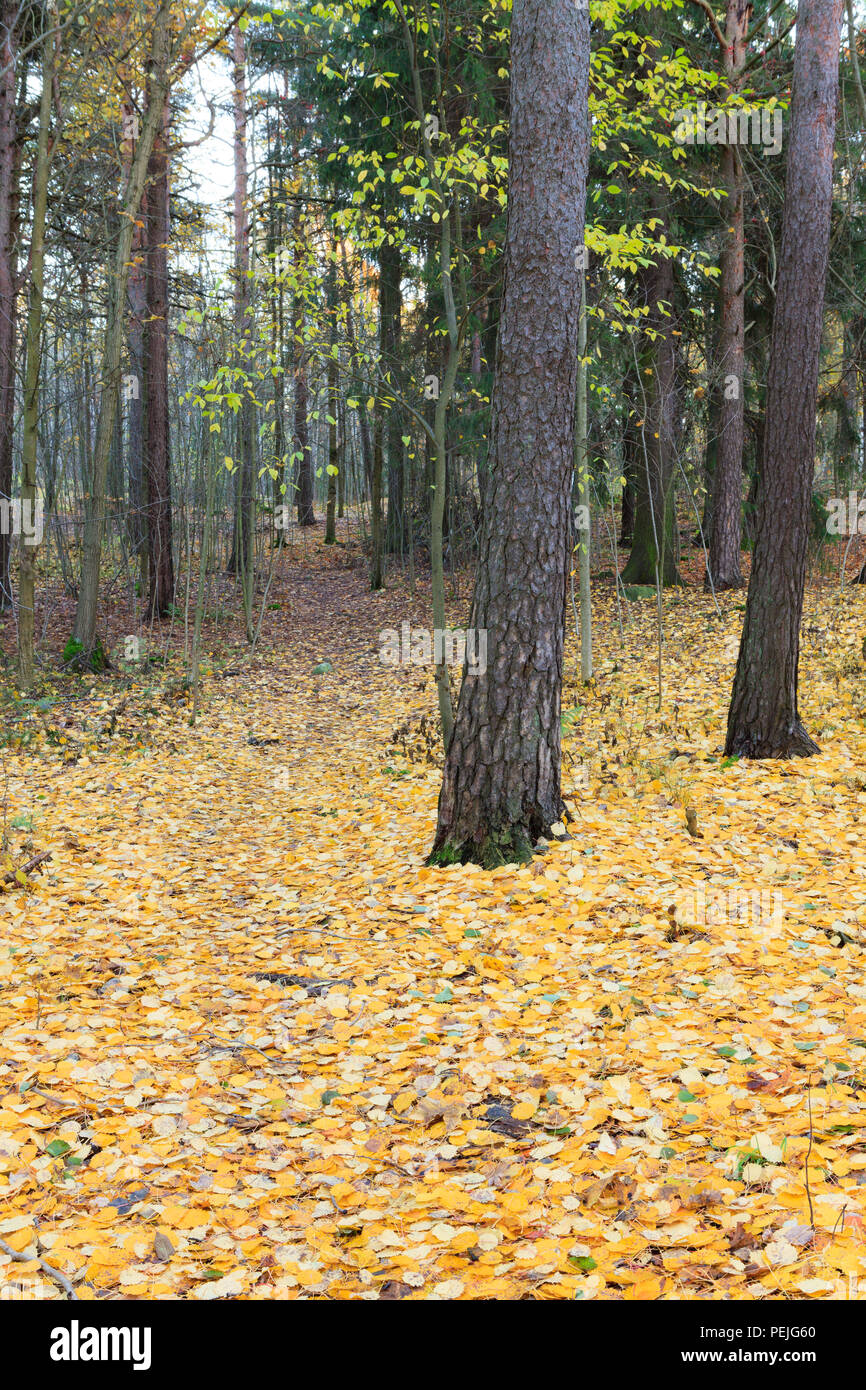 Fallen yellow aspen leaves at autumn forest Stock Photo - Alamy