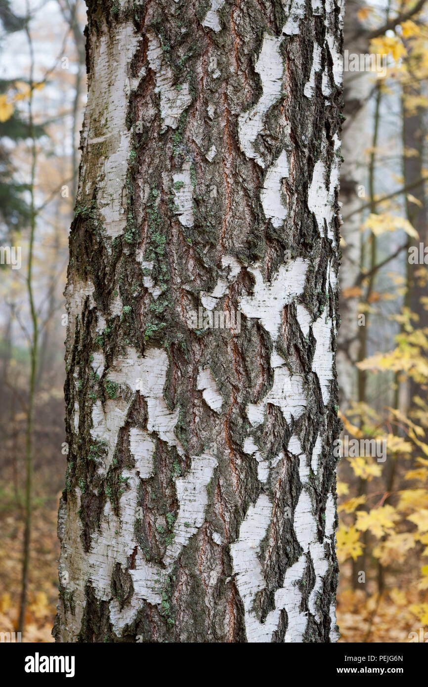 Birch tree pattern hi-res stock photography and images - Alamy