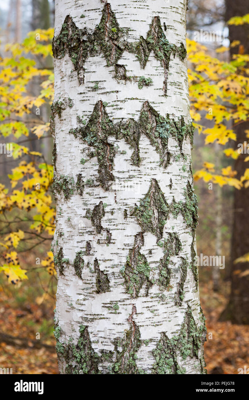 Tree trunk pattern hi-res stock photography and images - Alamy