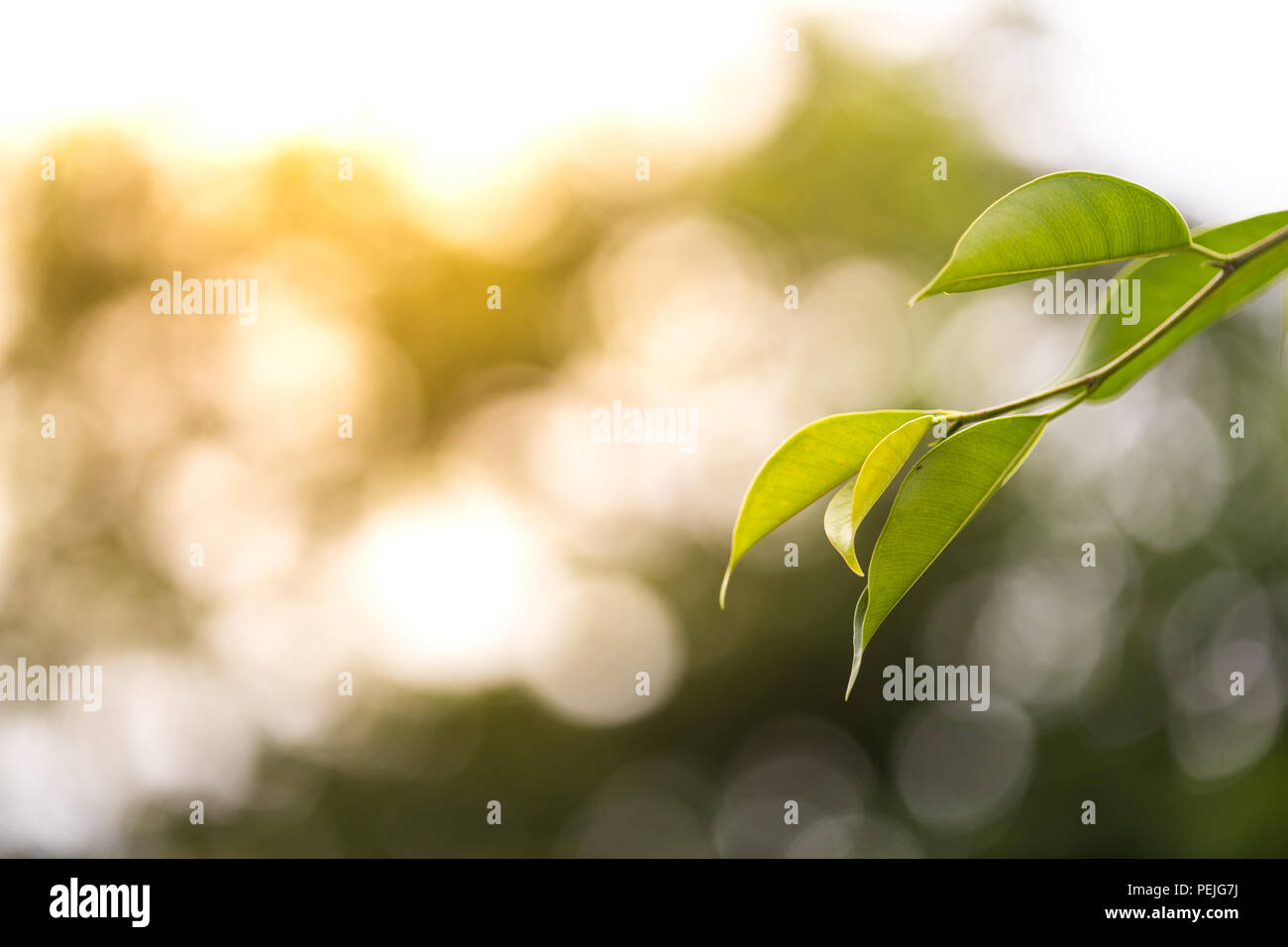 Spring Foliage, Green Leaves Background Stock Photo - Alamy