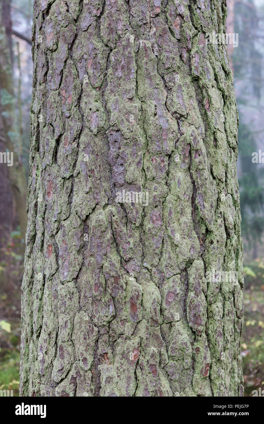 Background pine trunk hi-res stock photography and images - Alamy