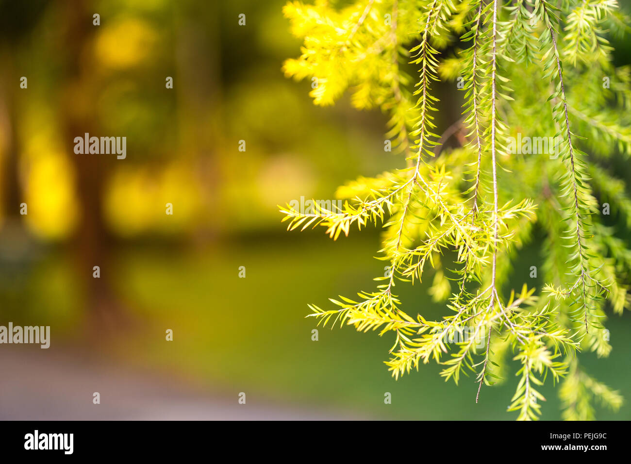 Spring Foliage, Green Leaves Background Stock Photo - Alamy