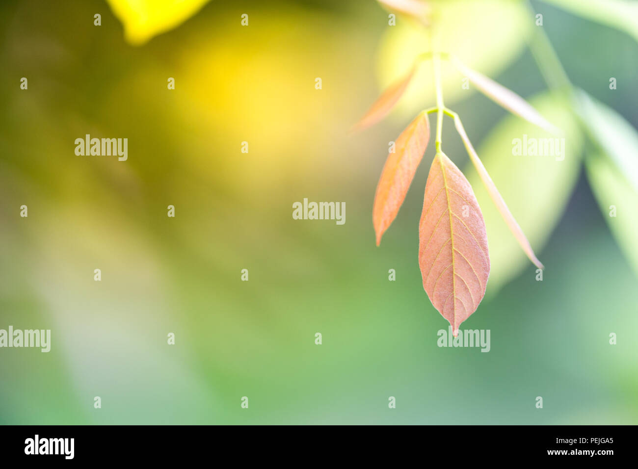 Spring Foliage, Green Leaves Background Stock Photo - Alamy