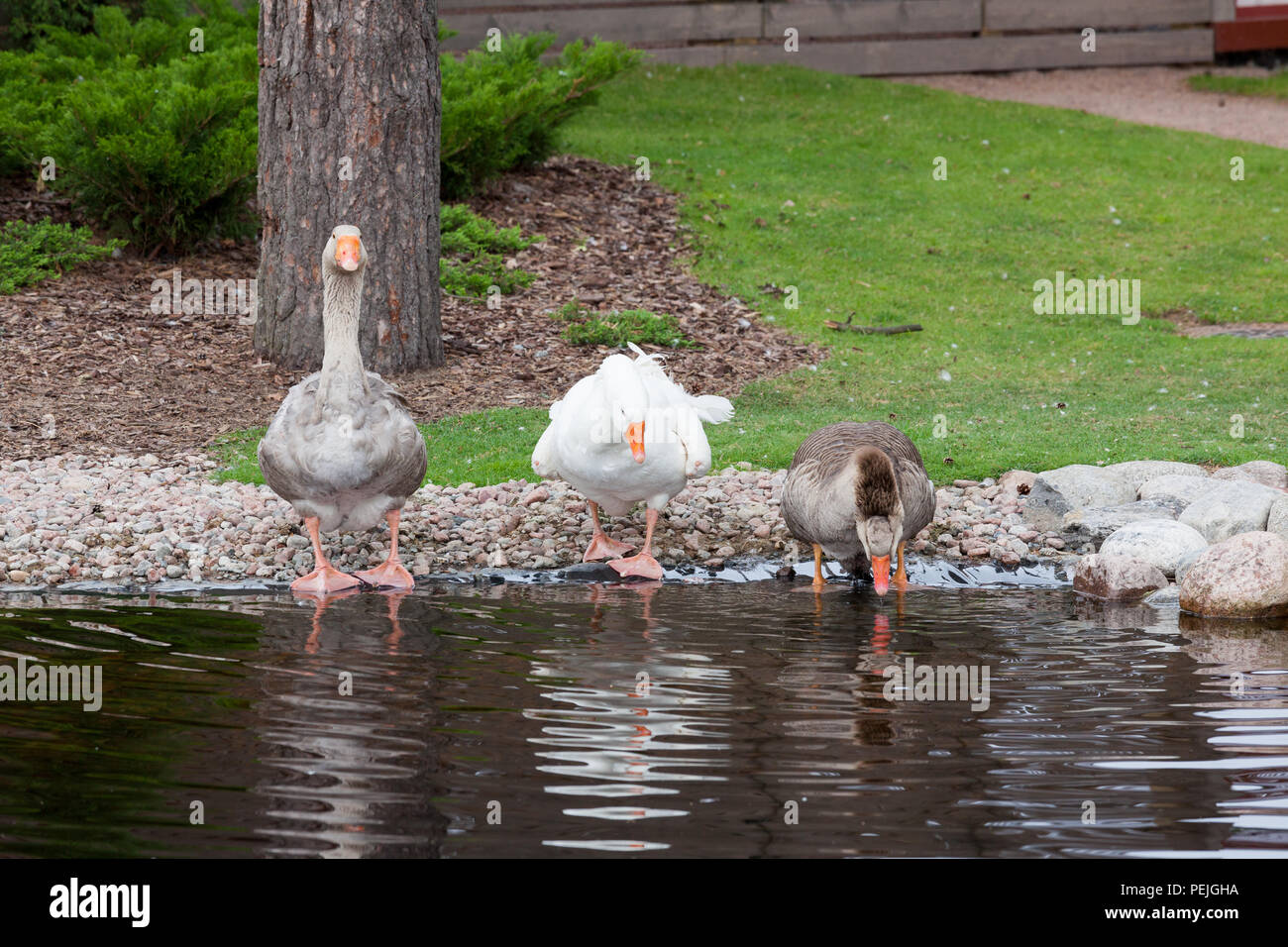 Geese drinking water hi-res stock photography and images - Alamy