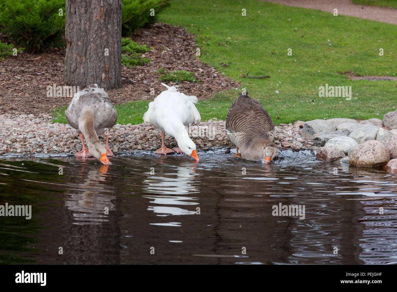 Geese drinking hi-res stock photography and images - Alamy