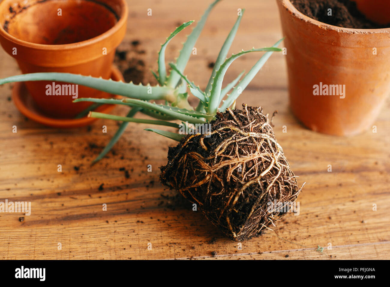 Aloe vera roots hi-res stock photography and images - Alamy