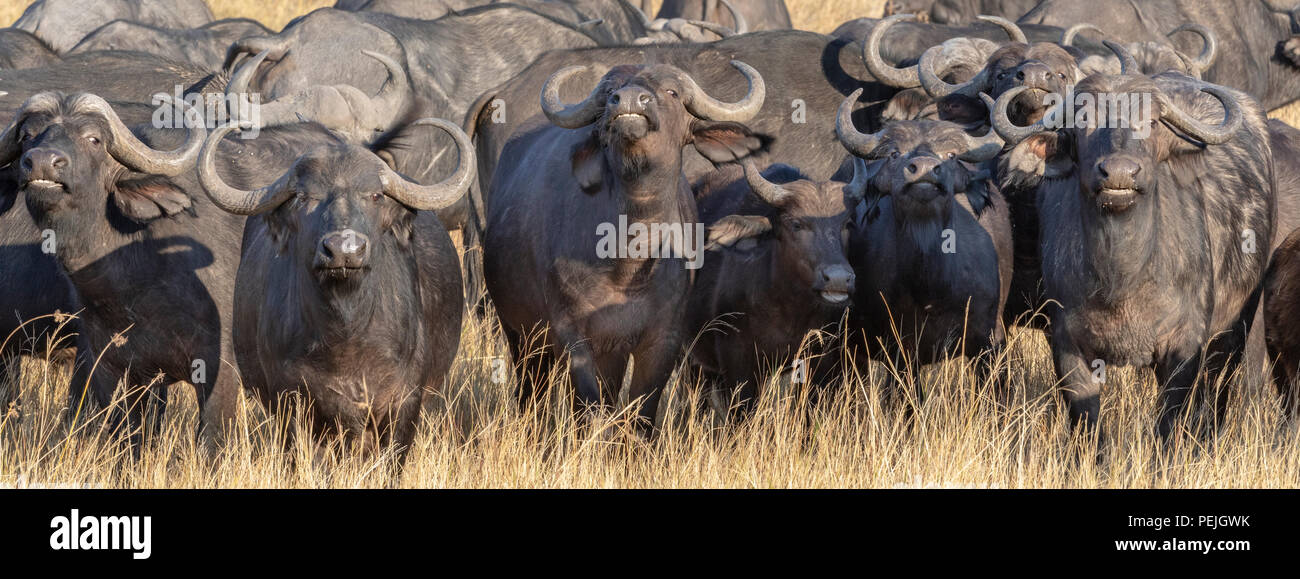 Cape buffaloes in defensive formation; Okavango Delta, Botswana Stock ...