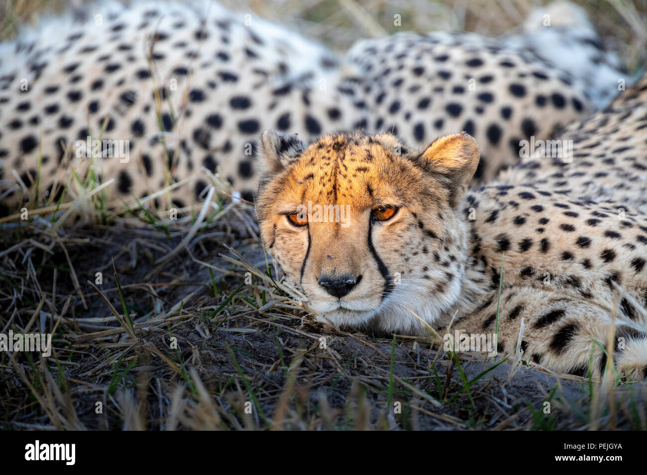 Cheetahs in bush hi-res stock photography and images - Alamy