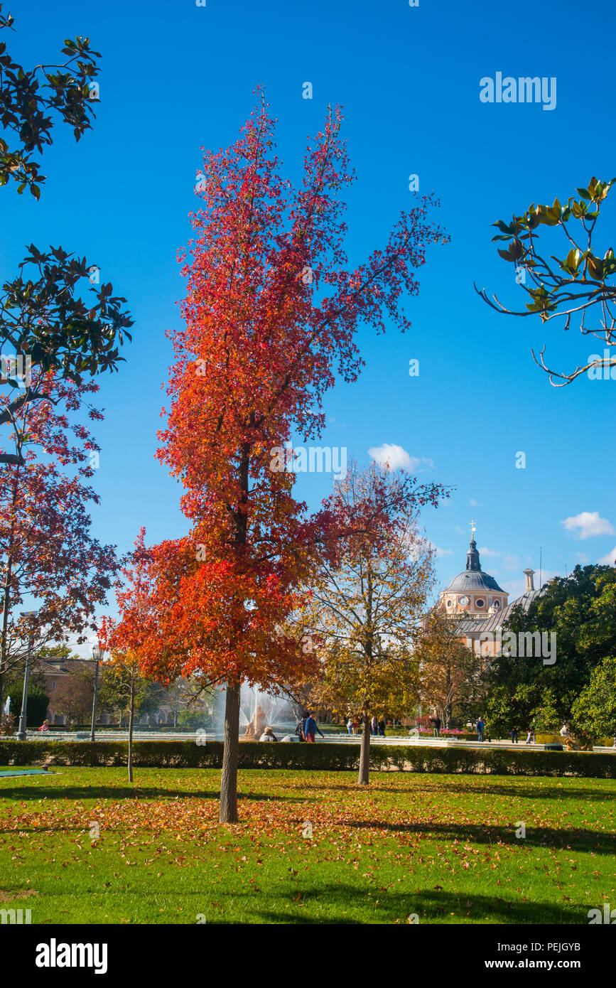árboles de maple hi-res stock photography and images - Alamy