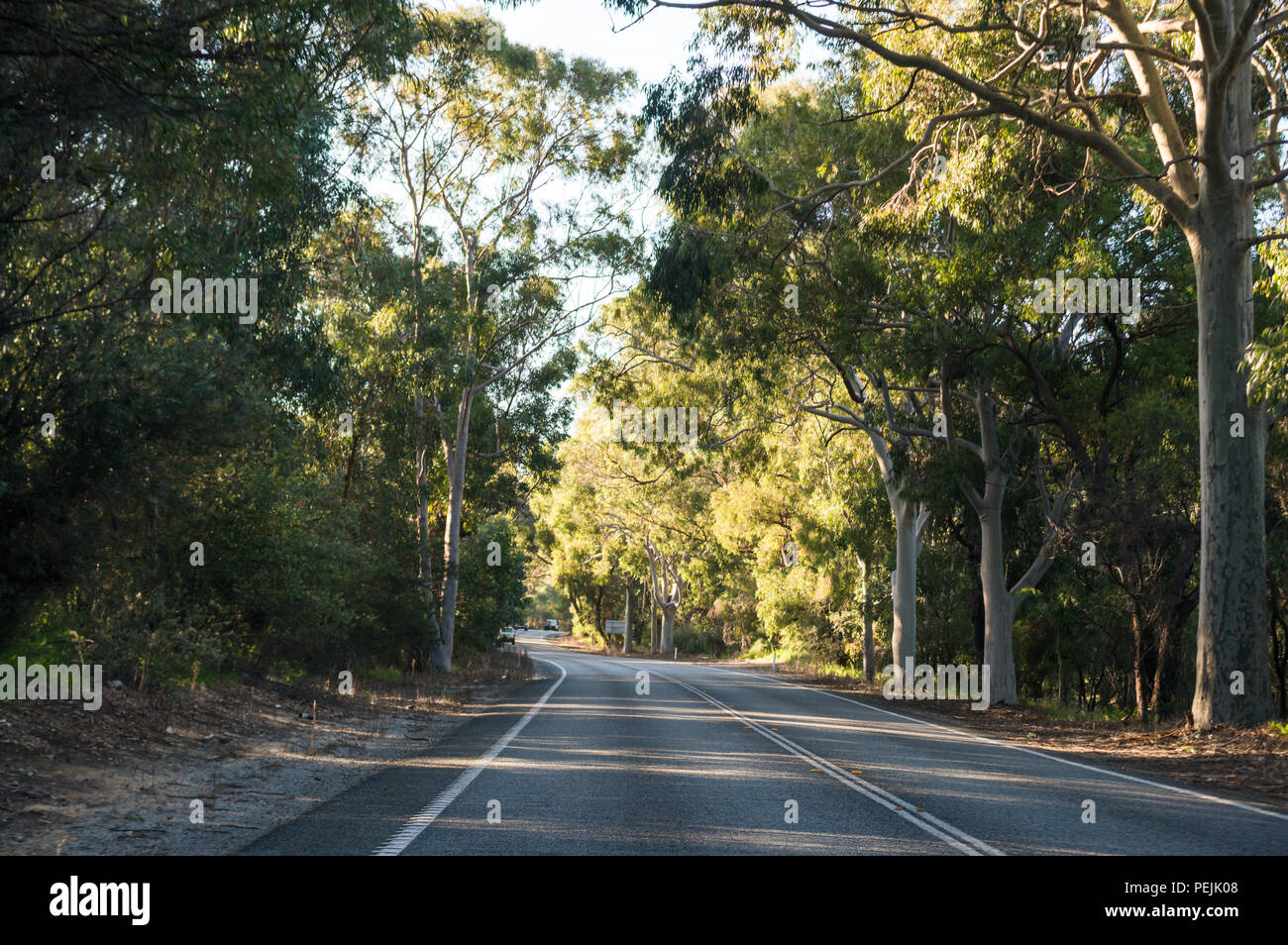 Road leading through a Gum tree forest. Perth, Western Australia ...