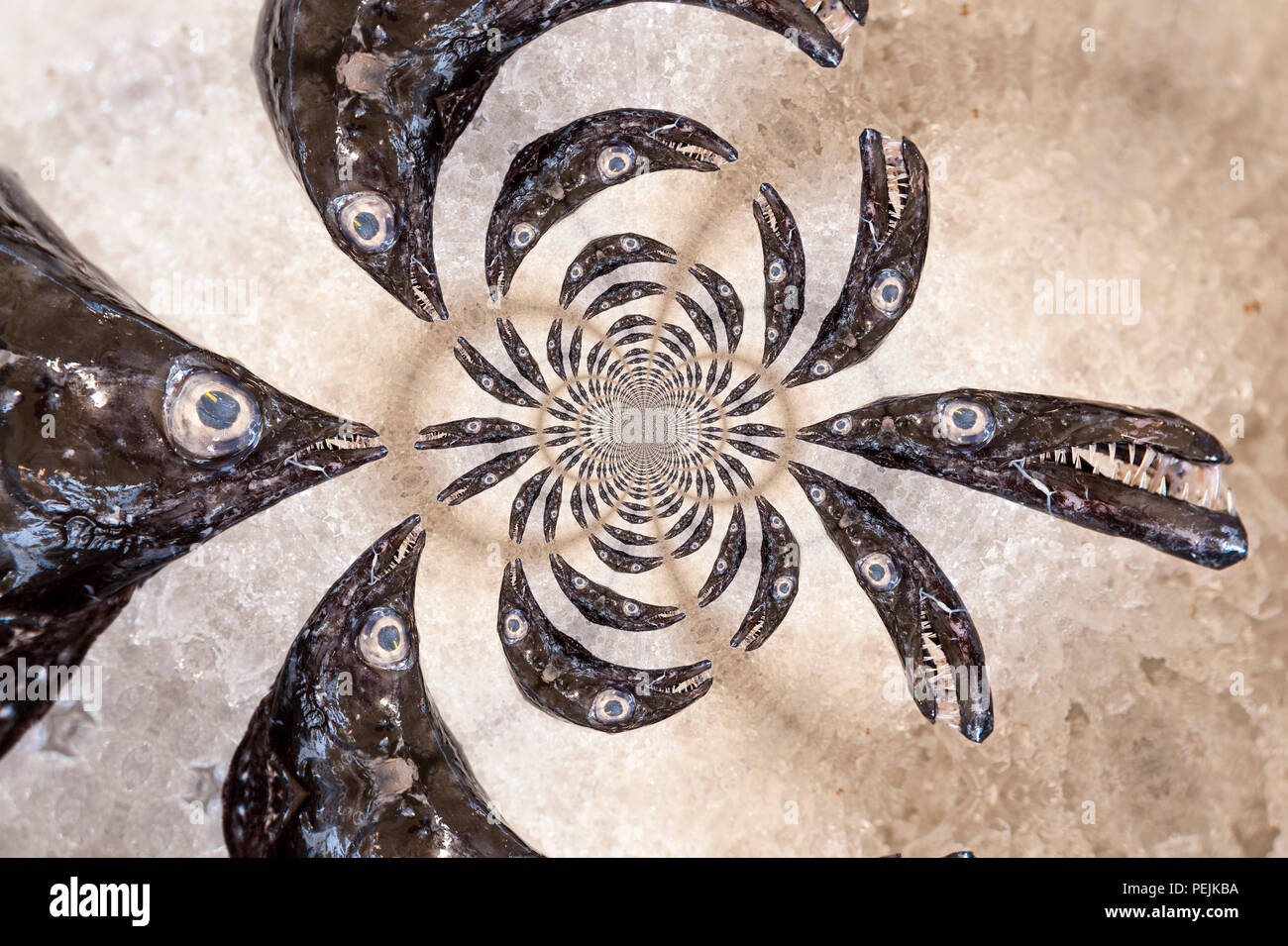 Fish reference hi-res stock photography and images - Alamy