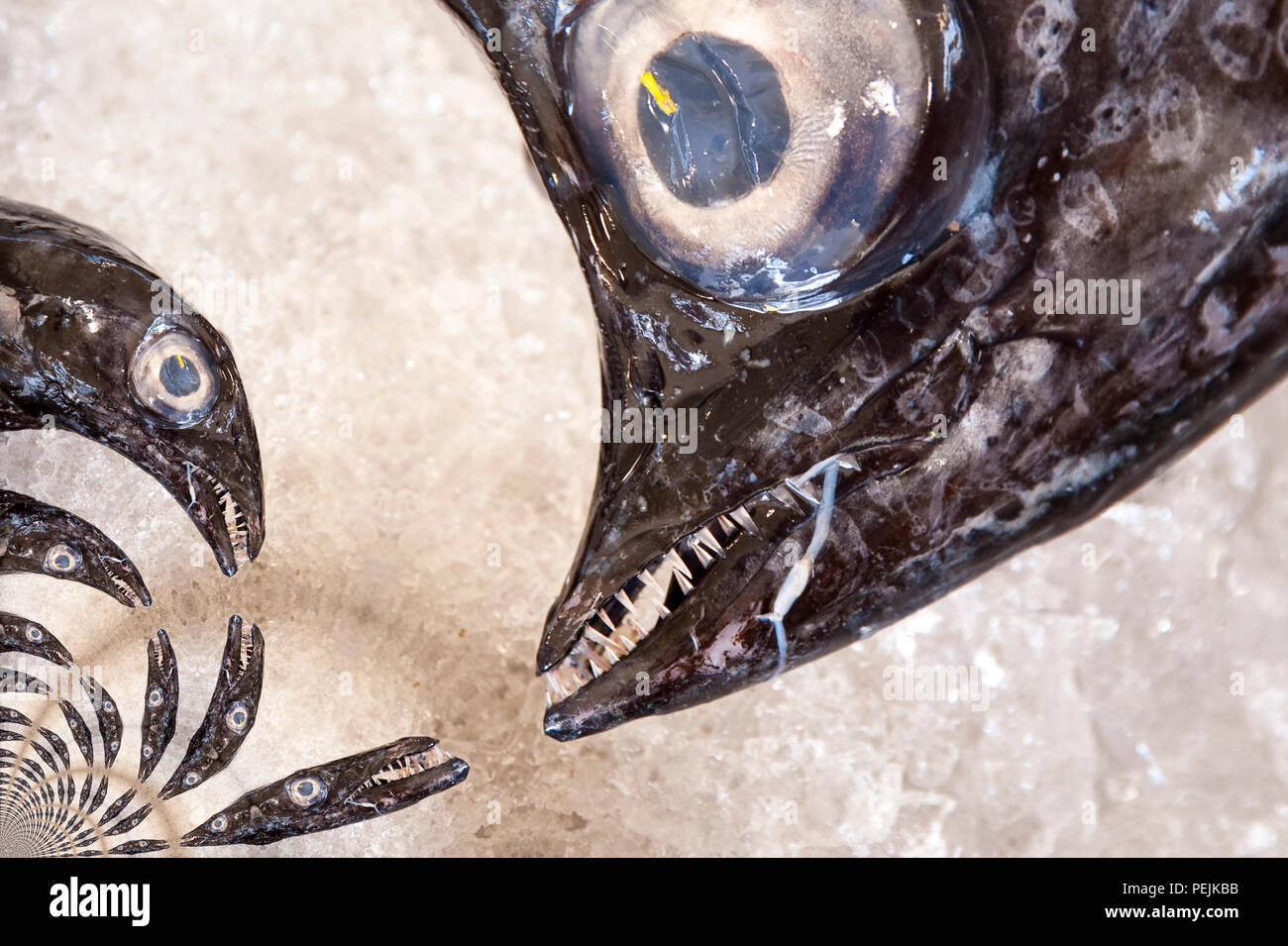 Fish reference hi-res stock photography and images - Alamy