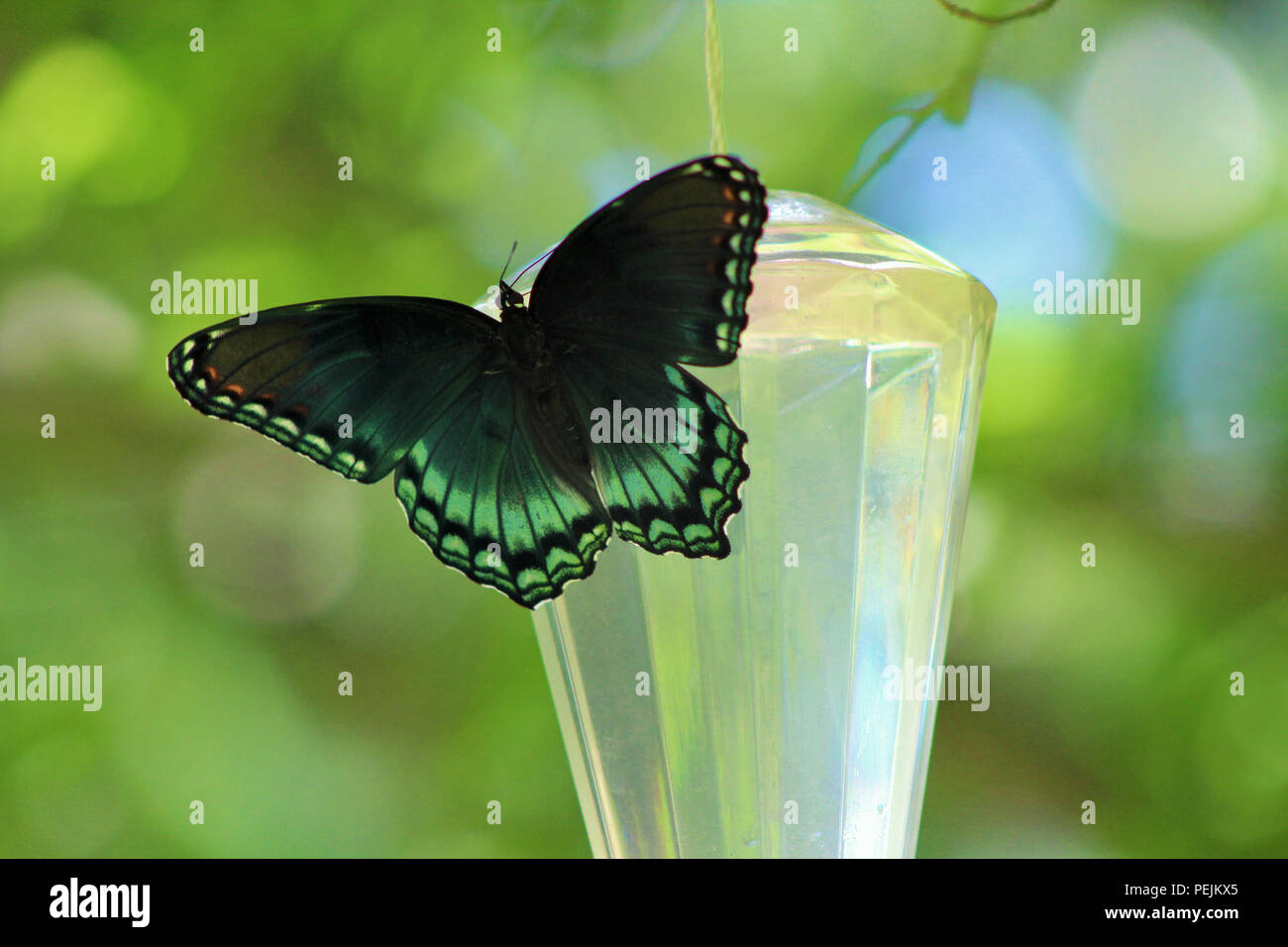 South carolina butterfly hi-res stock photography and images - Alamy
