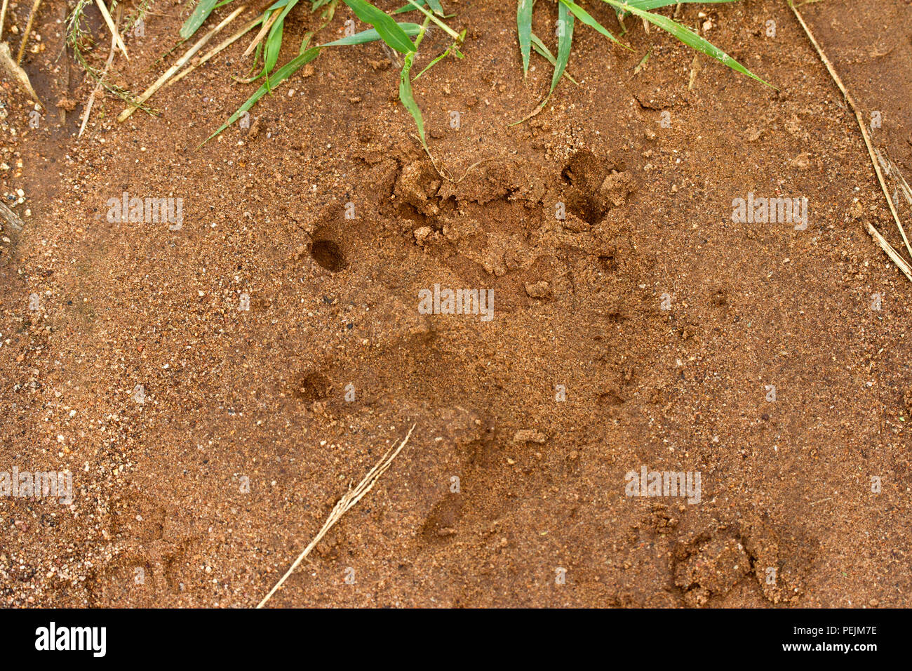 Reptile footprint hi-res stock photography and images - Alamy