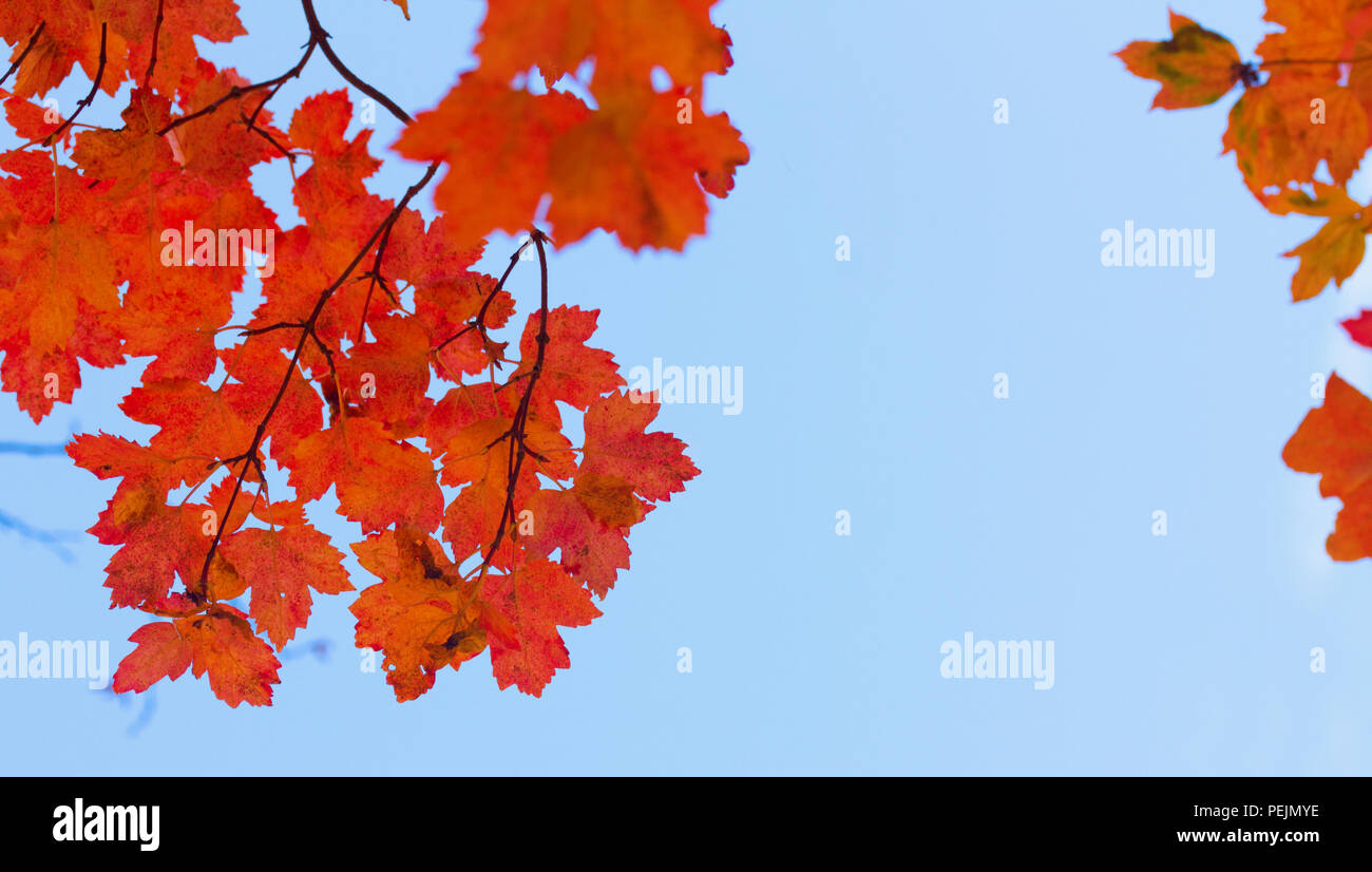 Vibrant fall foliage Stock Photo - Alamy