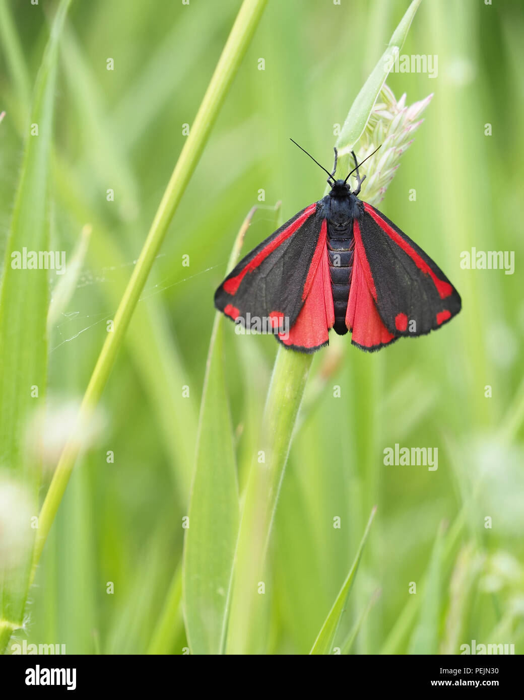 Cinnabar Moth (Tyria jacobaeae) with wings open and perched on grass ...