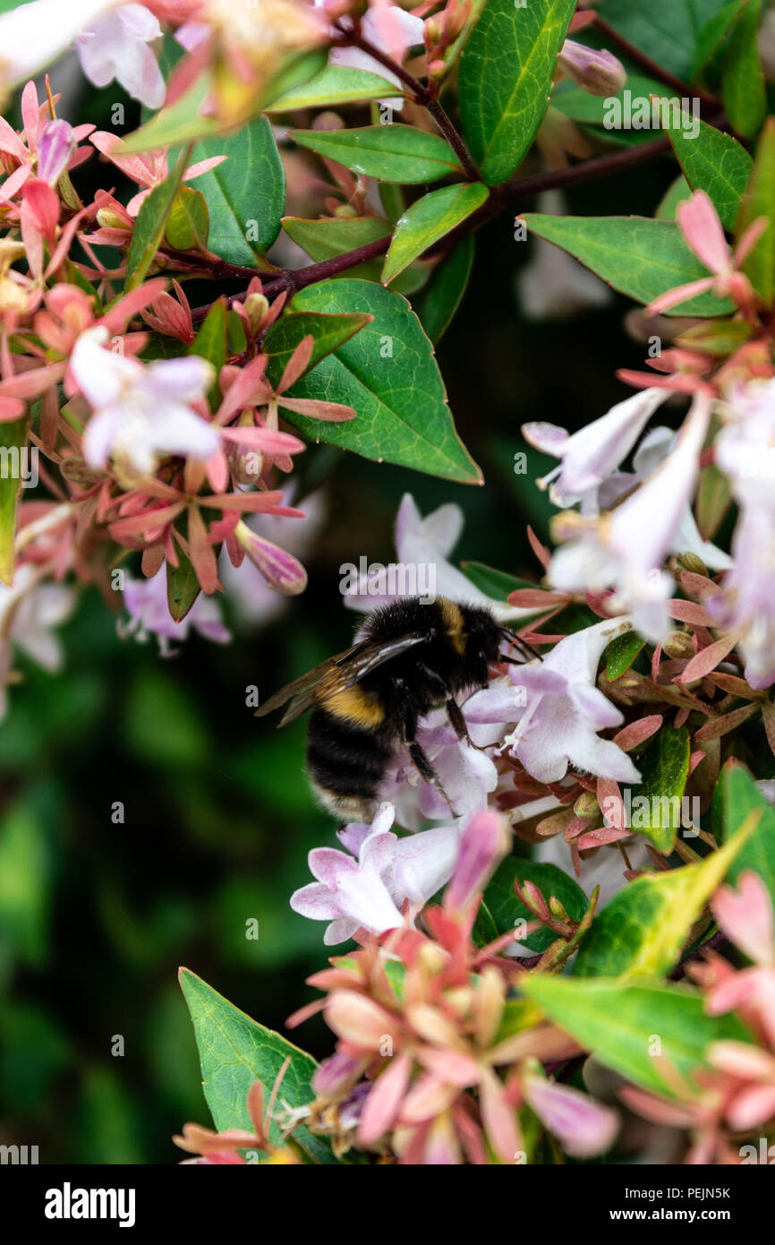 Babbity bee hi-res stock photography and images - Alamy