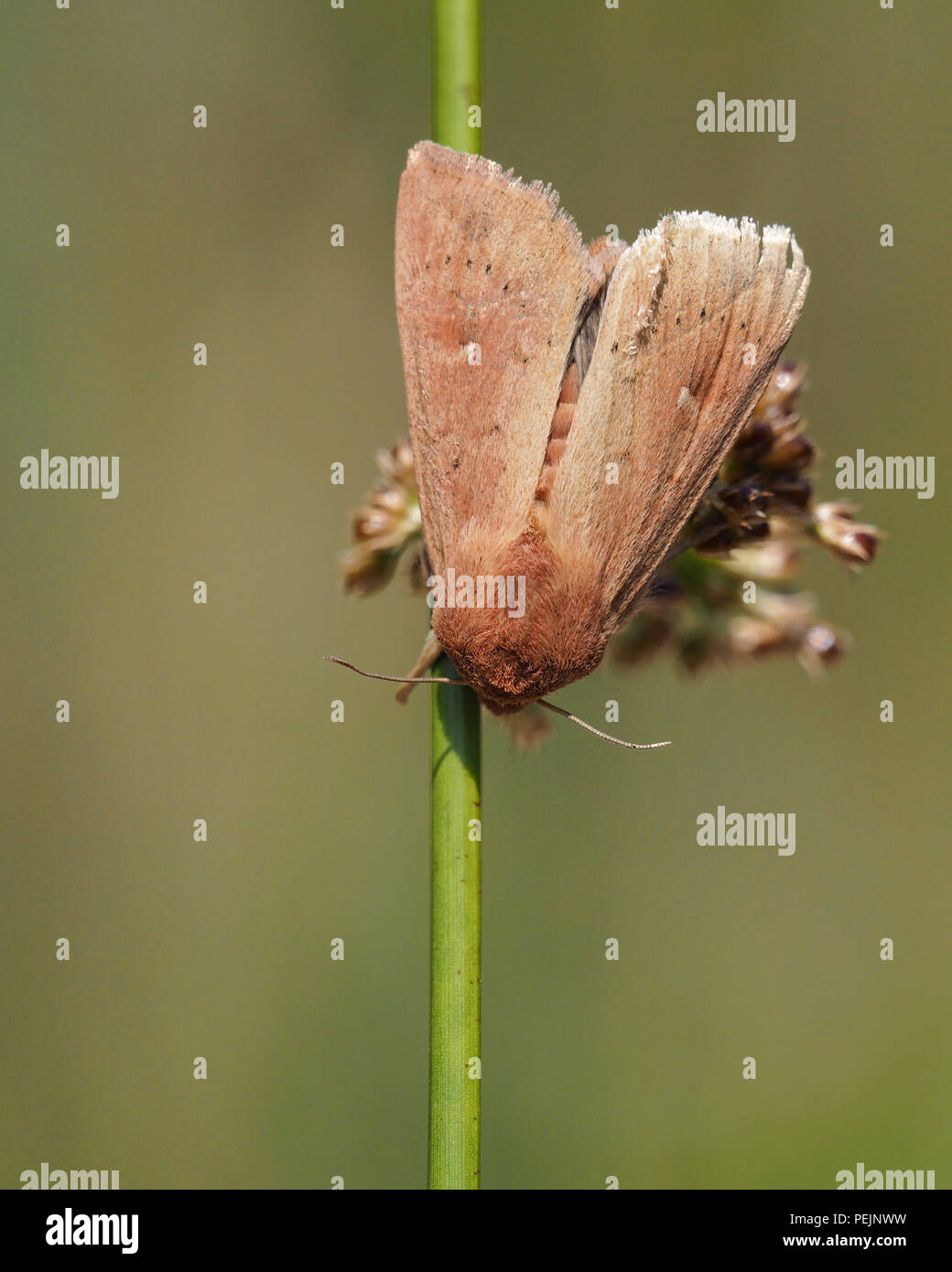 The Clay moth (Mythimna ferrago) perched on plant stem. Tipperary ...