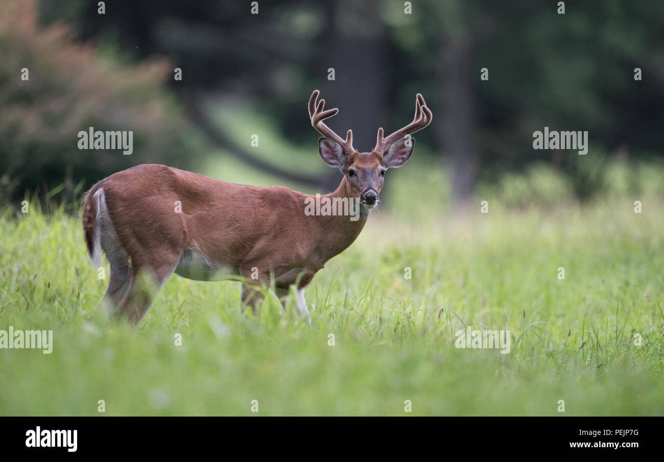 Deer in Field Stock Photo - Alamy