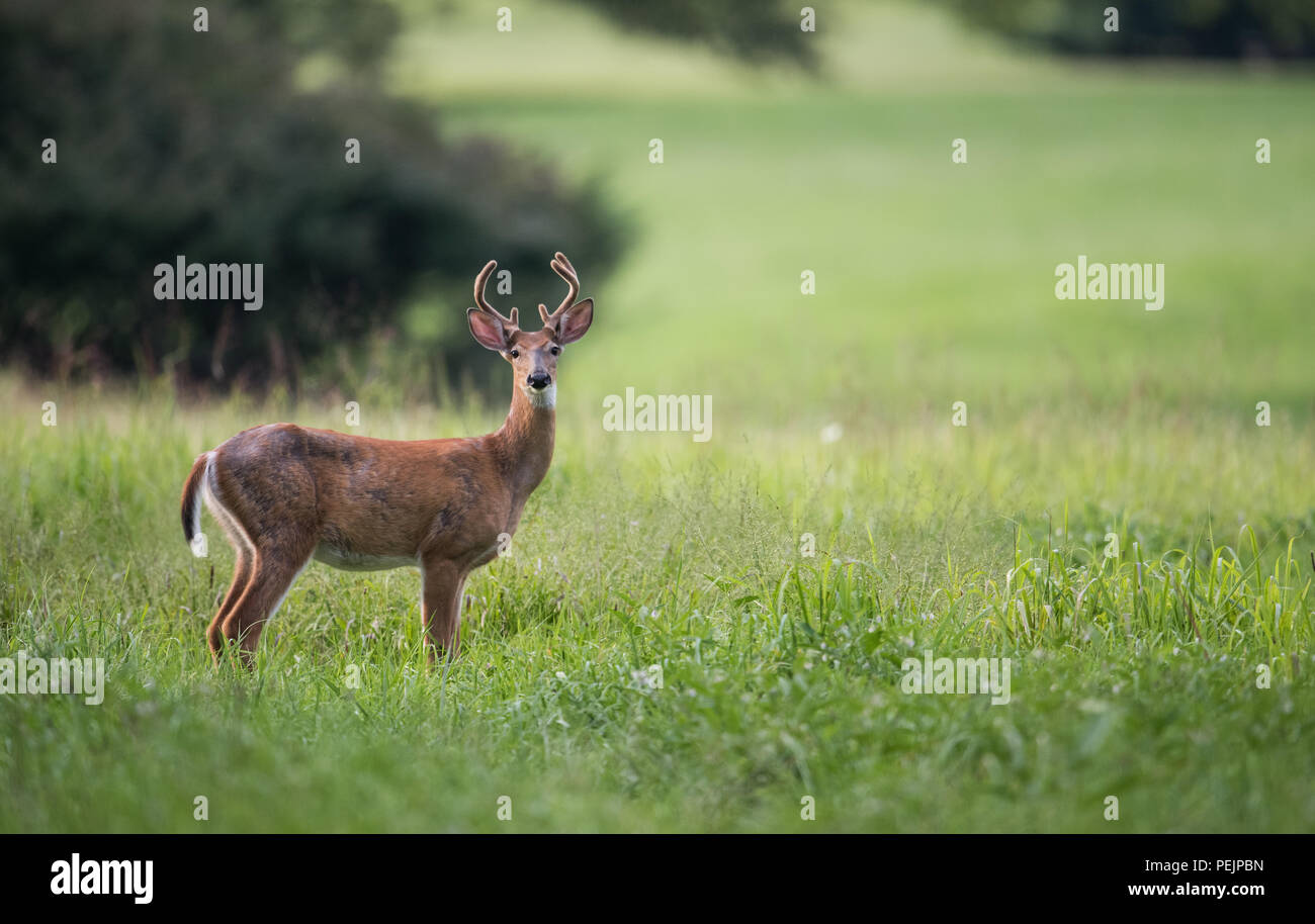 Deer in Field Stock Photo - Alamy