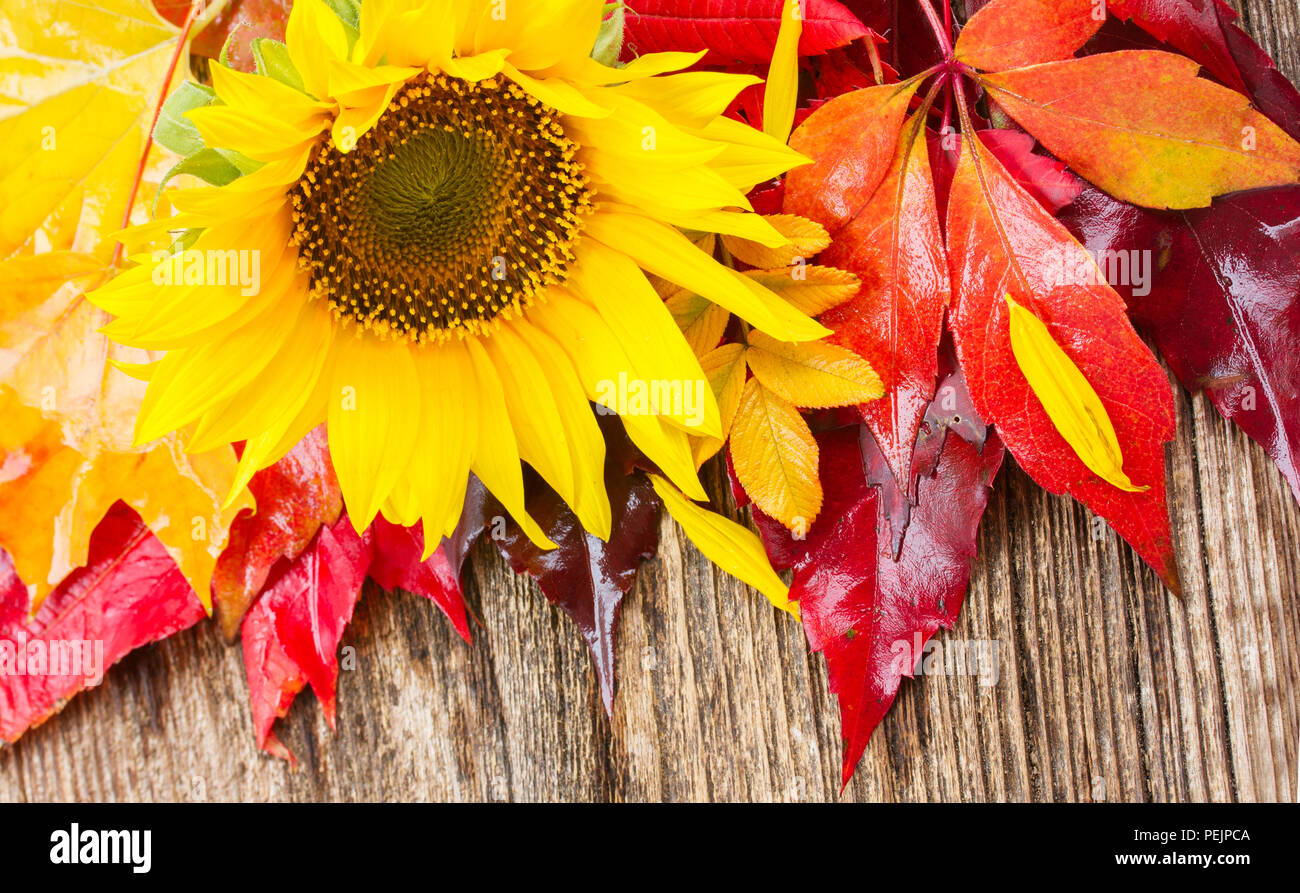 fall sunflowers and leaves Stock Photo - Alamy