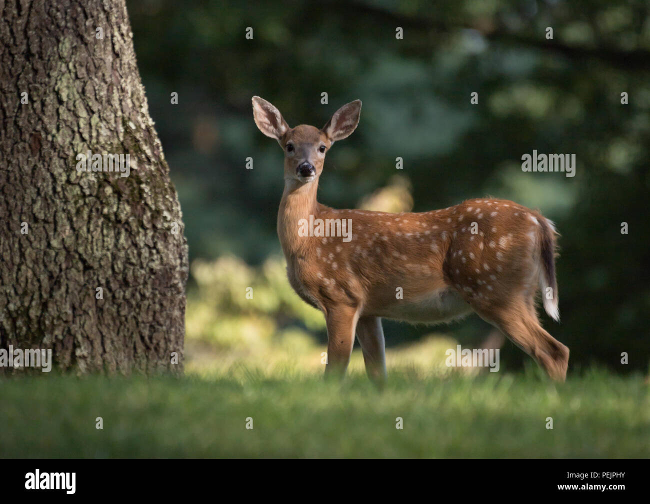 Deer in Field Stock Photo - Alamy
