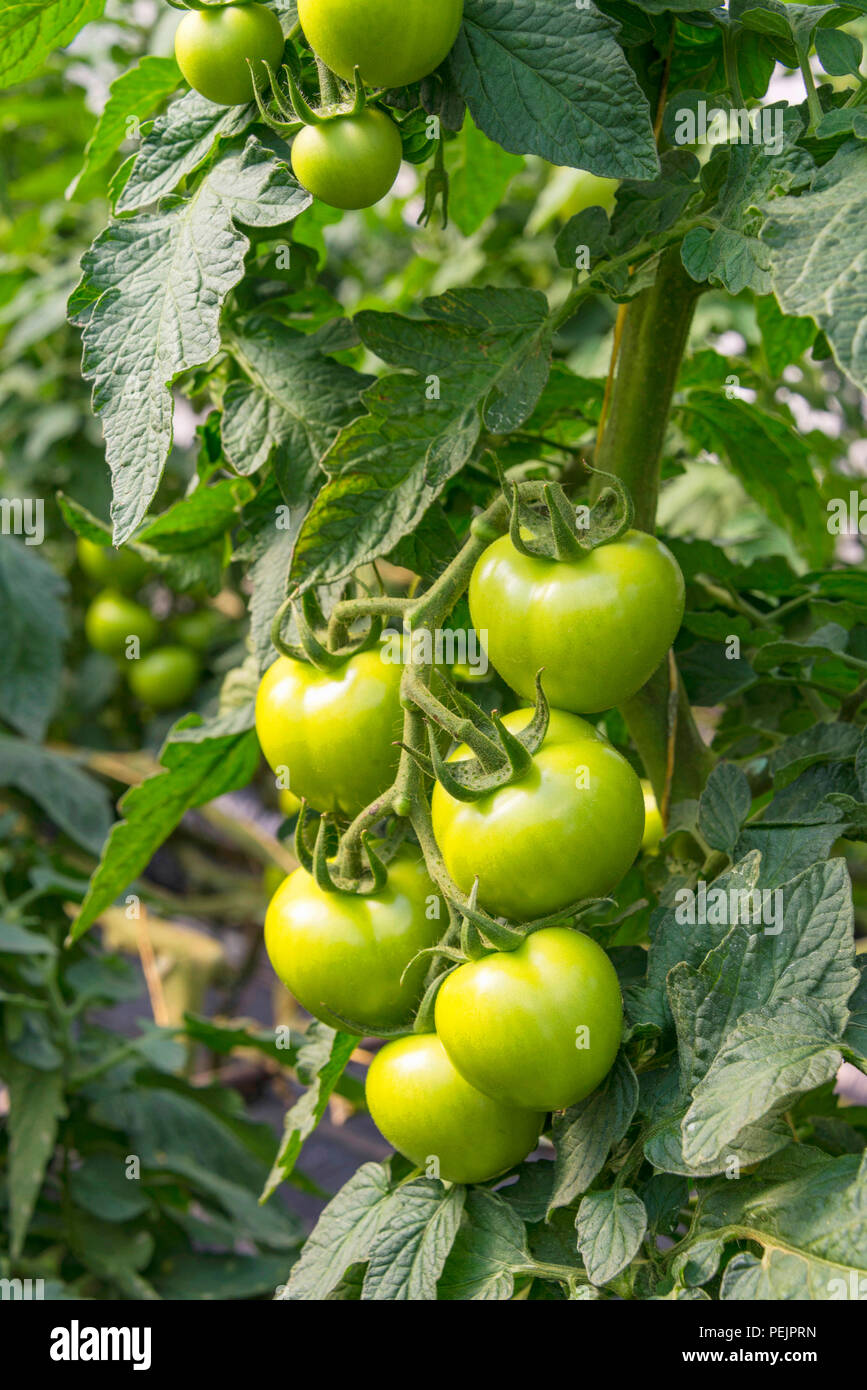 Green vegetable farms hi-res stock photography and images - Alamy