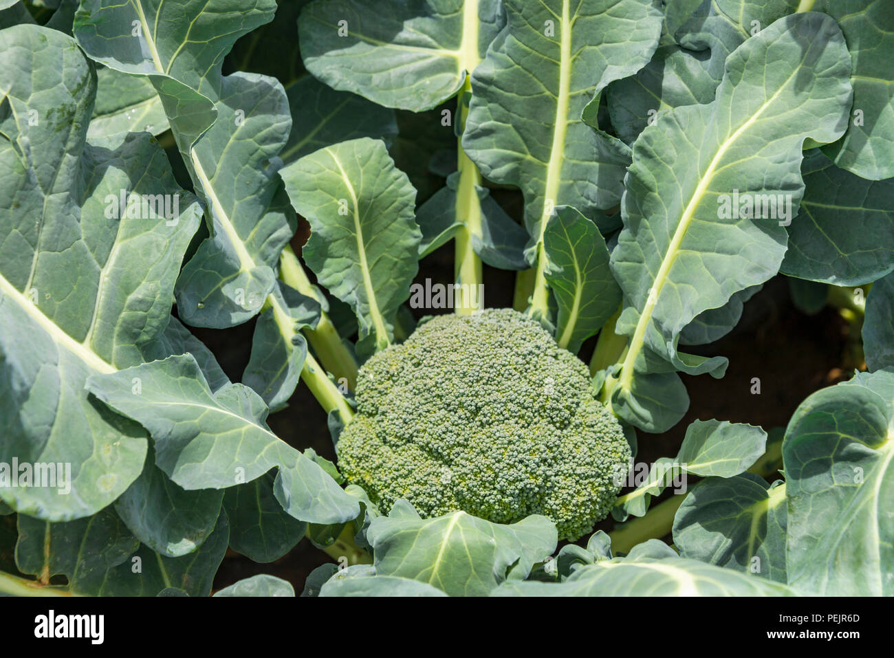 Broccoli seen on a commercial farm in Zimbabwe Stock Photo - Alamy