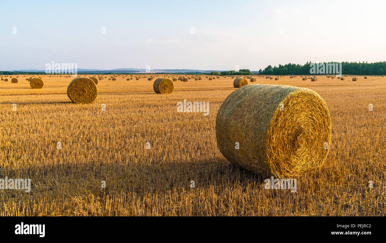 Sunlit landscape. Straw bales on a gold stubble field. Summer rural ...