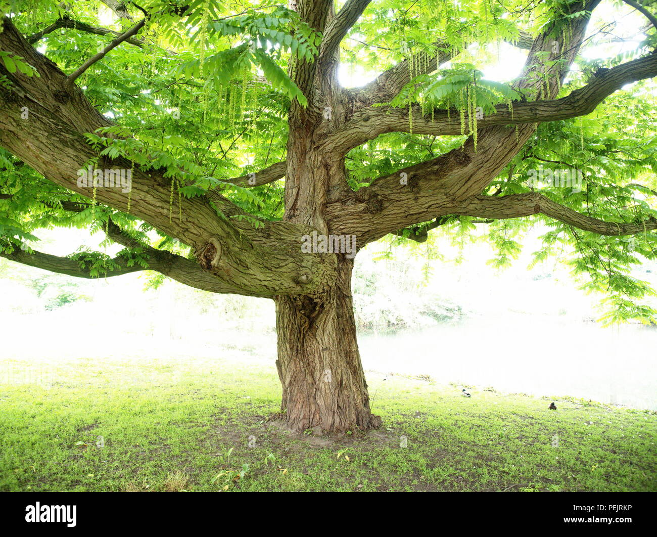 Mystical tree hi-res stock photography and images - Alamy