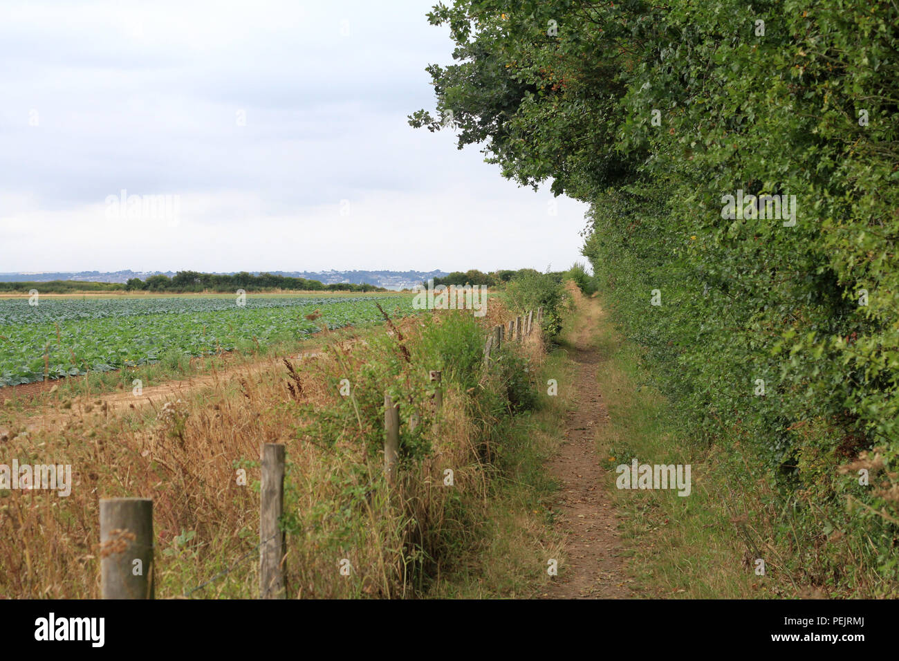 Farmers path along cabbage field Stock Photo - Alamy