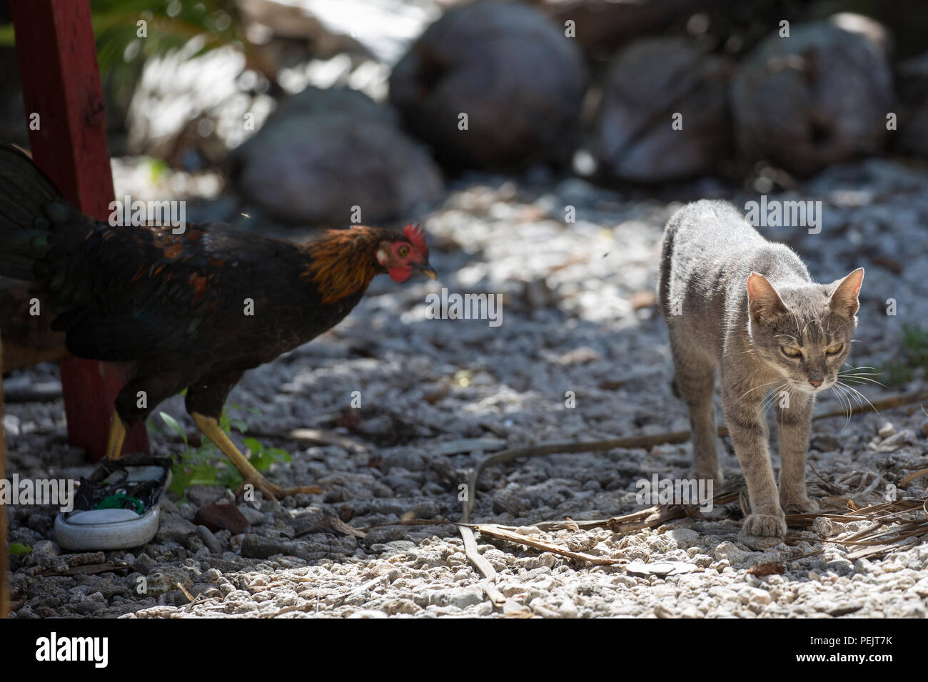 A rooster follows a kitty on a street, Falalop Island, Ulithi Atoll ...