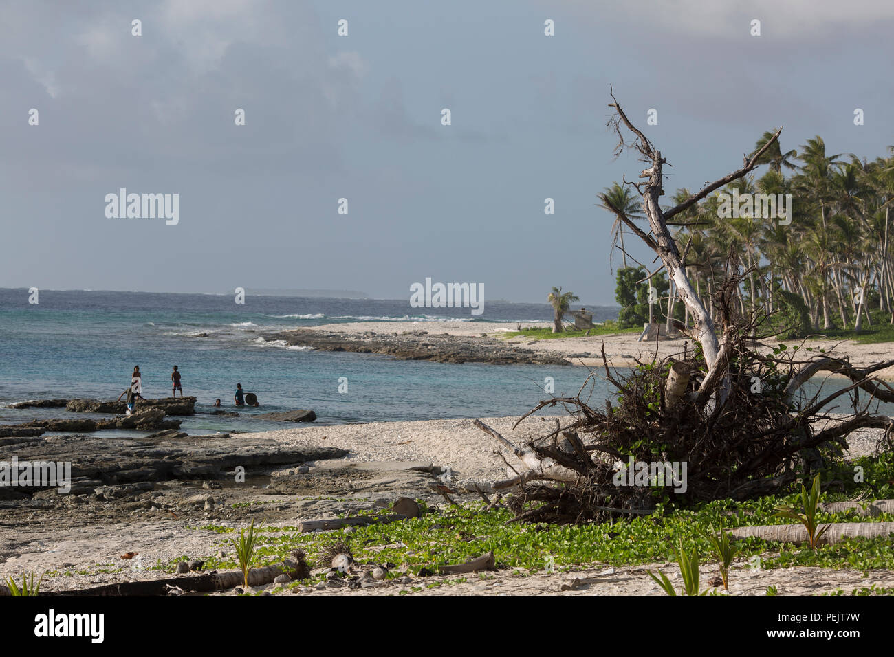 A tree falls down on a beach at Falalop Island, Ulithi Atoll, Federated ...